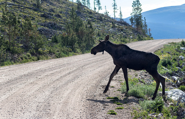 Long Draw Road – toddlerado